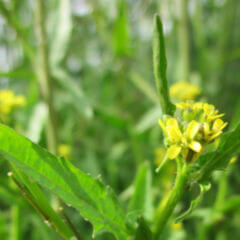 Wegrauke - DocCheck Flexikon