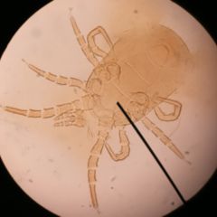 Dermanyssus gallinae - DocCheck Flexikon