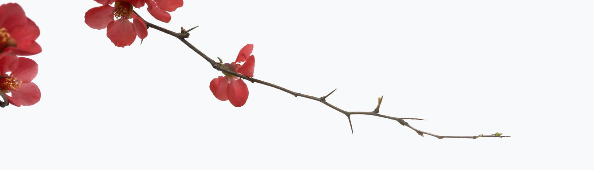 Parkinson auf dem absteigenden Ast - DocCheck