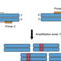 Amplifikation - DocCheck Flexikon