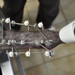 Fixateur externe - DocCheck Flexikon