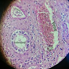 Merseburger Trias - DocCheck Flexikon