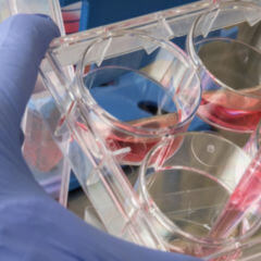 Immunmodulator - DocCheck Flexikon