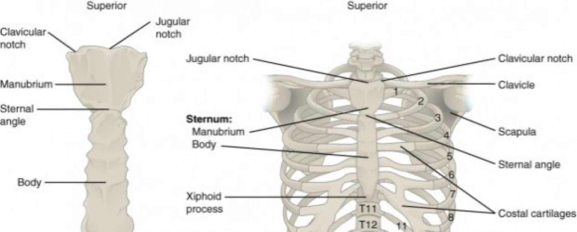 Anatomie des Rumpfes: Der Thorax - DocCheck
