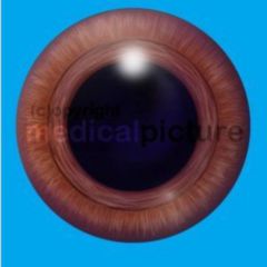 Punctum maximum - DocCheck Flexikon