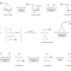 Glykolyse - DocCheck Flexikon