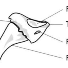 Discus articularis - DocCheck Flexikon
