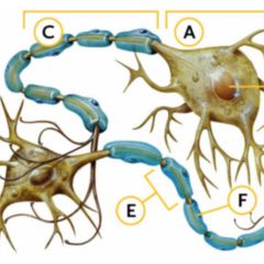Nervenzelle - DocCheck Flexikon